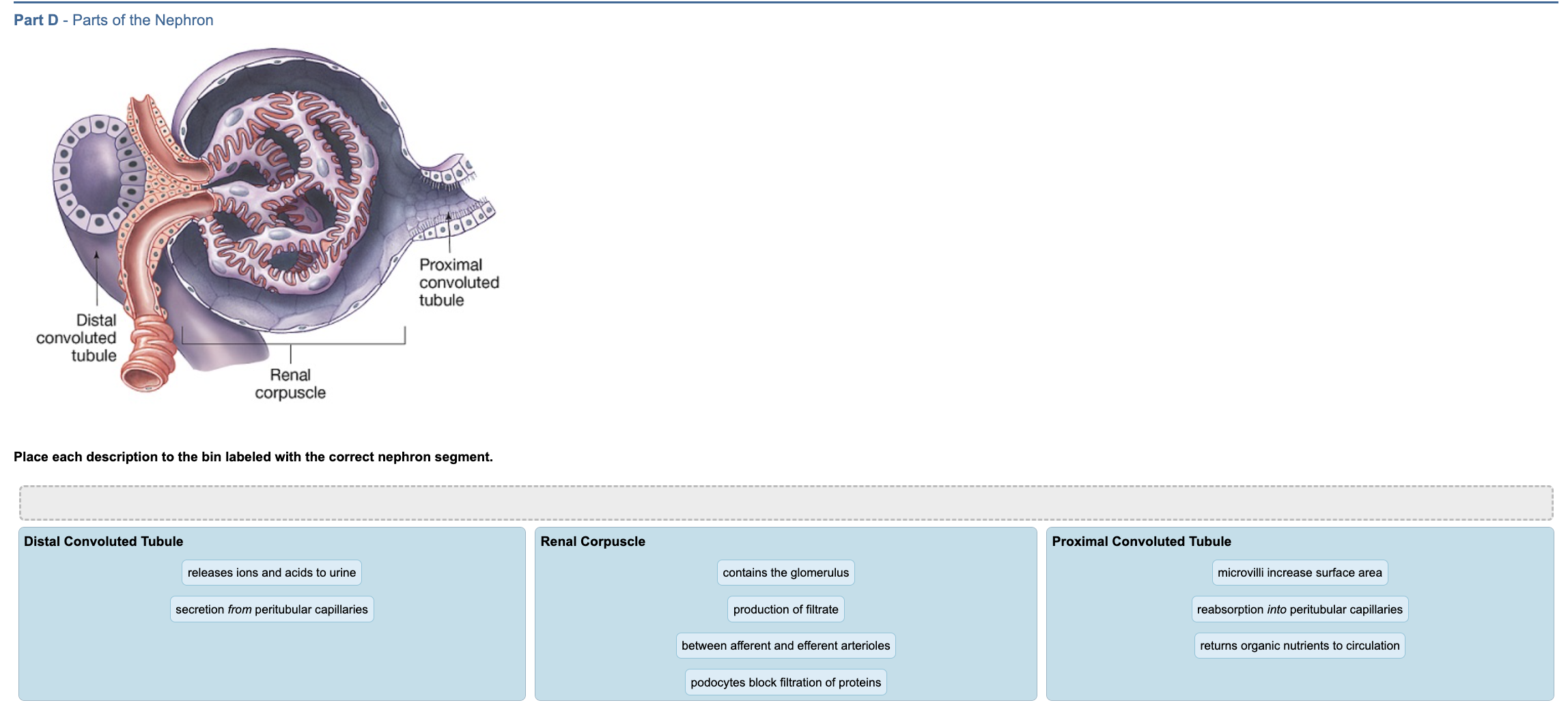Solved Part D - ﻿Parts of the NephronPlace each description | Chegg.com