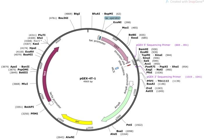 Solved Using the pGEX-4T-1 restriction map provided below, | Chegg.com