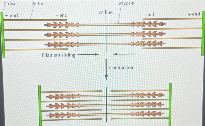 Solved Help!!Describe the sliding filament model of muscle | Chegg.com