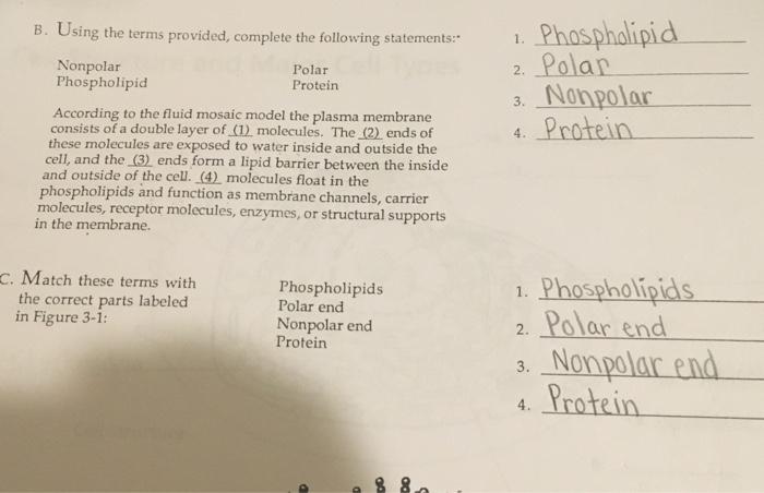 Solved Extracellular Intercellular Intracellular Plasma | Chegg.com
