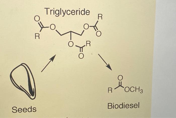 Solved explain how seeds go to triglycerides then to | Chegg.com