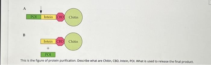 Solved B This is the figure of protein purification. | Chegg.com