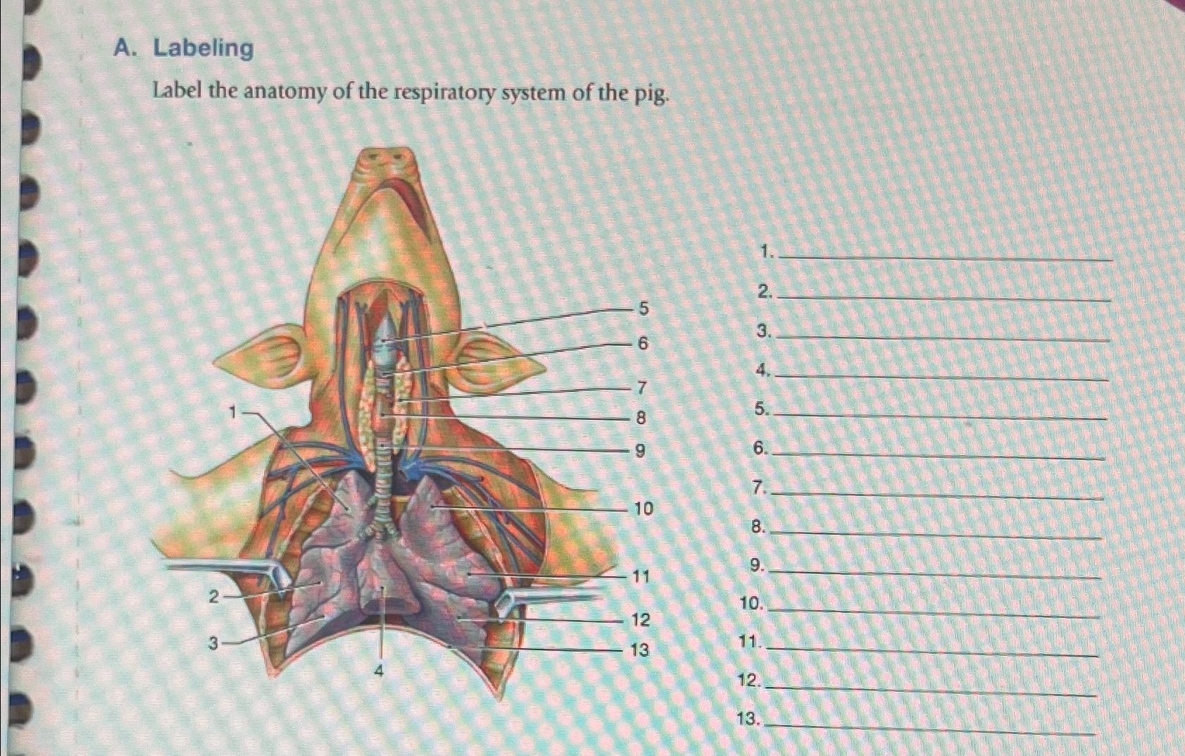 Solved A. ﻿LabelingLabel the anatomy of the respiratory | Chegg.com
