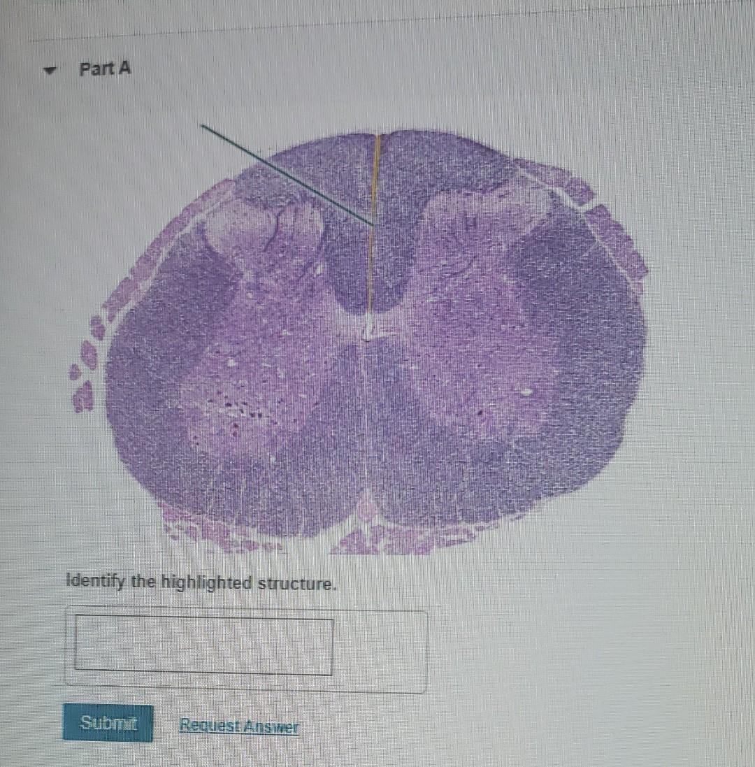 Solved Identify the highlighted structures. Identify the | Chegg.com