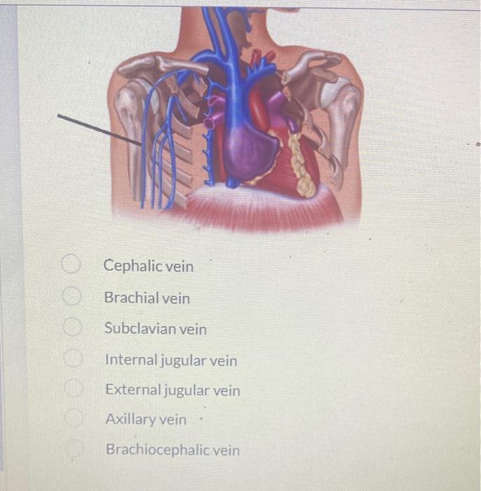 Solved What vein is indicated in this image? Cephalic vein | Chegg.com