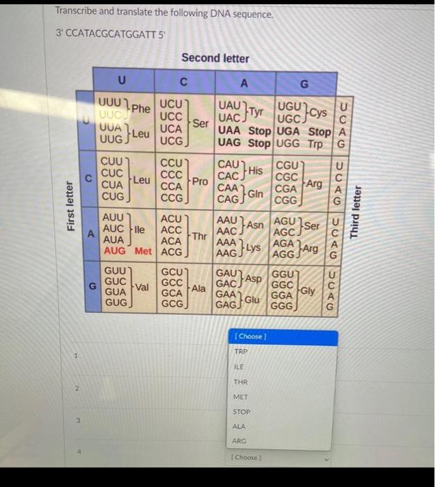 Solved Transcribe and translate the following DNA sequence. | Chegg.com