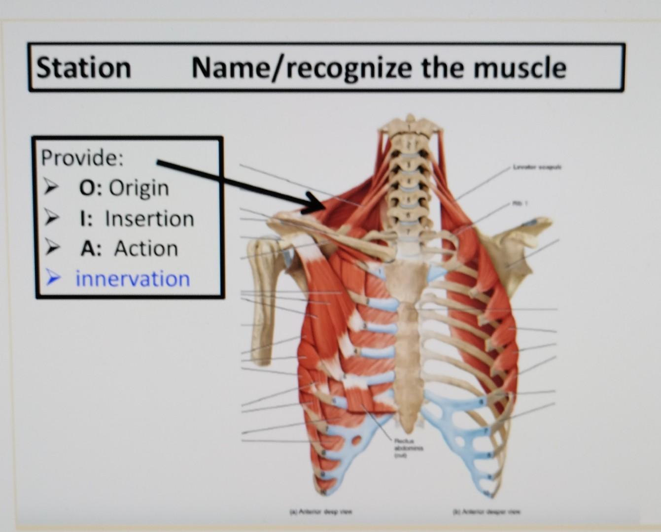 Station Name/recognize the muscle\begin{tabular}{ll} | Chegg.com