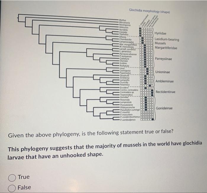 Solved Given the above phylogeny, is the following statement | Chegg.com