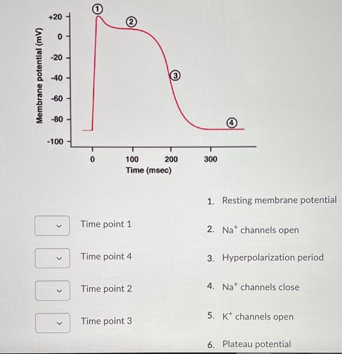 Solved +20 0 -20 Membrane potential (mV) -40 -60 -80 -100 0 | Chegg.com