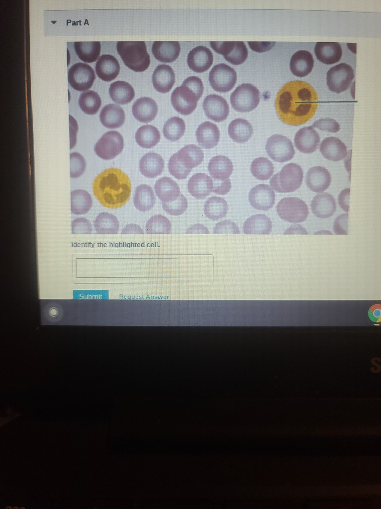 Solved Part A Identify the highlighted cell. Submit Request | Chegg.com