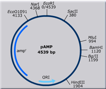 Solved The pAMP plasmid below has several restriction sites, | Chegg.com