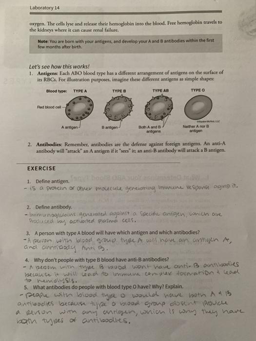 Solved Laboratory 14 oxygen. The cells lyse and release | Chegg.com