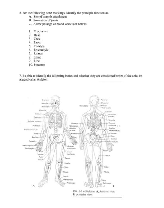 [Solved]: Name: KHP 3352 (A1) The Skeletal System Learning