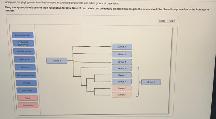 Solved Complete the phylogenetic tree that includes an | Chegg.com
