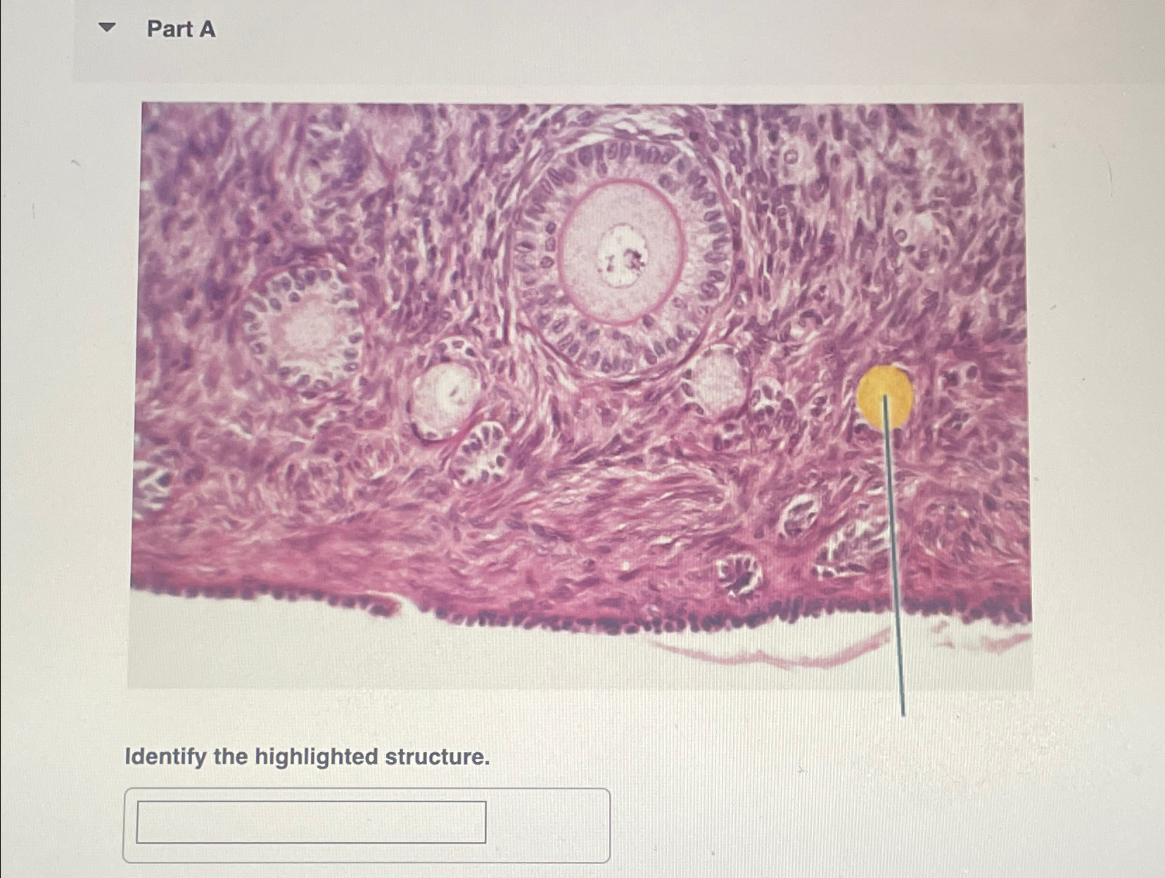 Solved Part AIdentify the highlighted structure. | Chegg.com