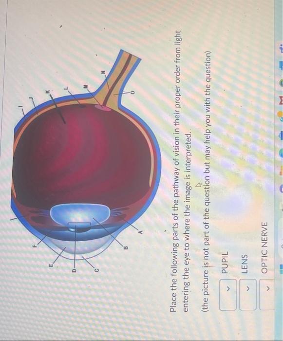 Solved Place the following parts of the pathway of vision in | Chegg.com