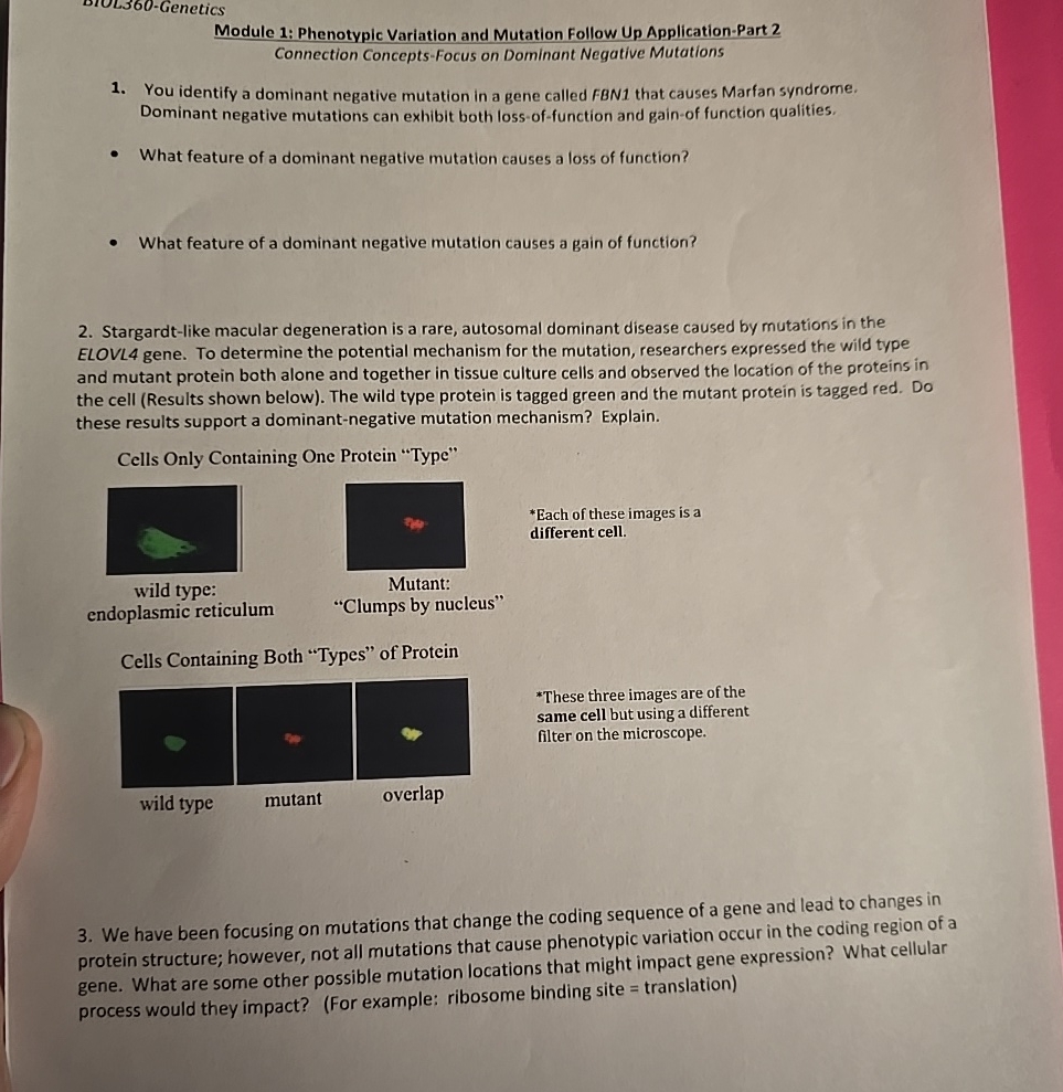 Solved Module 1: Phenotypic Variation and Mutation Follow Up | Chegg.com