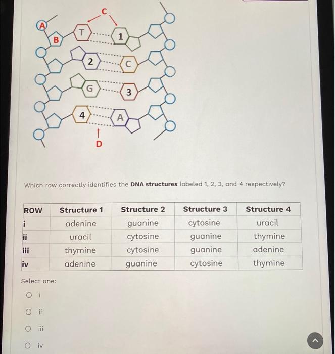 Solved Which row correctly identifies the DNA structures | Chegg.com