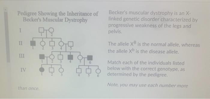Solved Pedigree Showing the Inheritance of Becker's Muscular | Chegg.com
