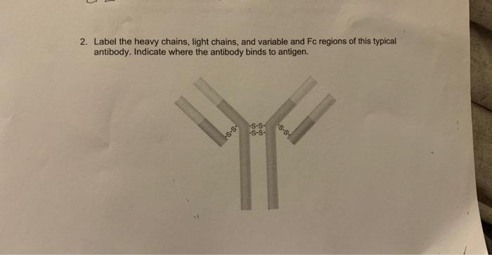 Solved 2. Label the heavy chains, light chains, and variable | Chegg.com