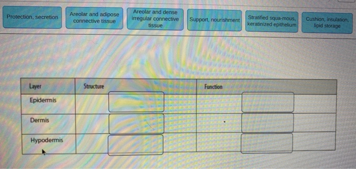 Solved Protection, secretion Areolar and adipose connective | Chegg.com