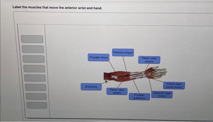 Solved Label the muscles that move the anterior wrist and | Chegg.com