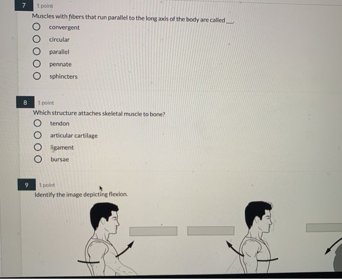 Solved 7 1 point Muscles with fibers that run parallel to | Chegg.com