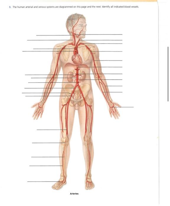 Solved label the arteries shown. | Chegg.com