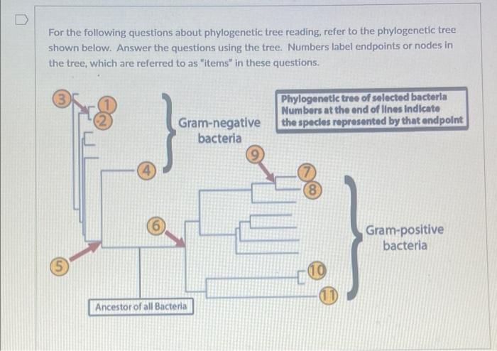 Solved For the following questions about phylogenetic tree | Chegg.com