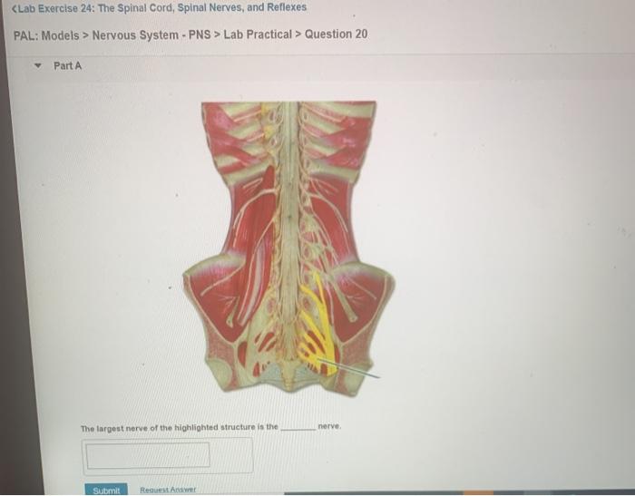 Solved Models > Nervous System - PNS > Lab Practical > | Chegg.com