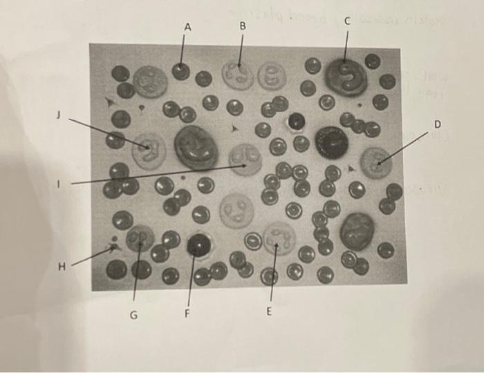 Solved identify the features described labeled below. | Chegg.com