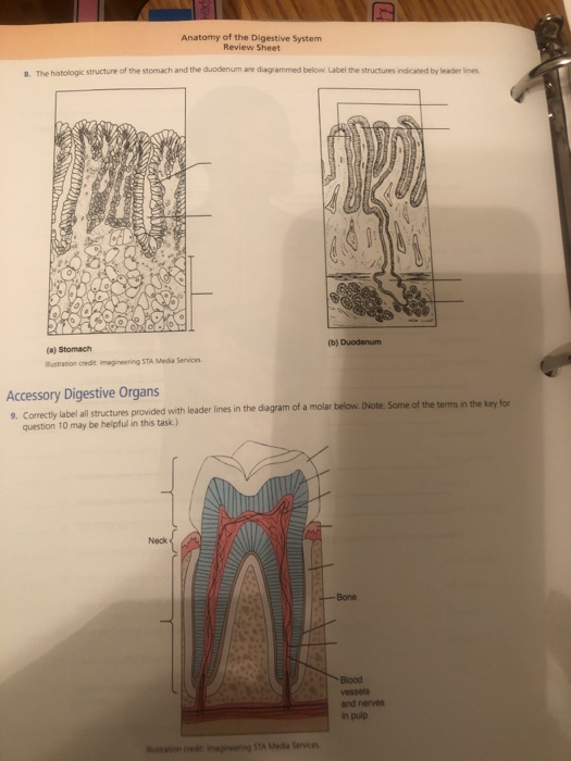 Solved Anatomy Of The Digestive System Review Sheet 8 The Chegg