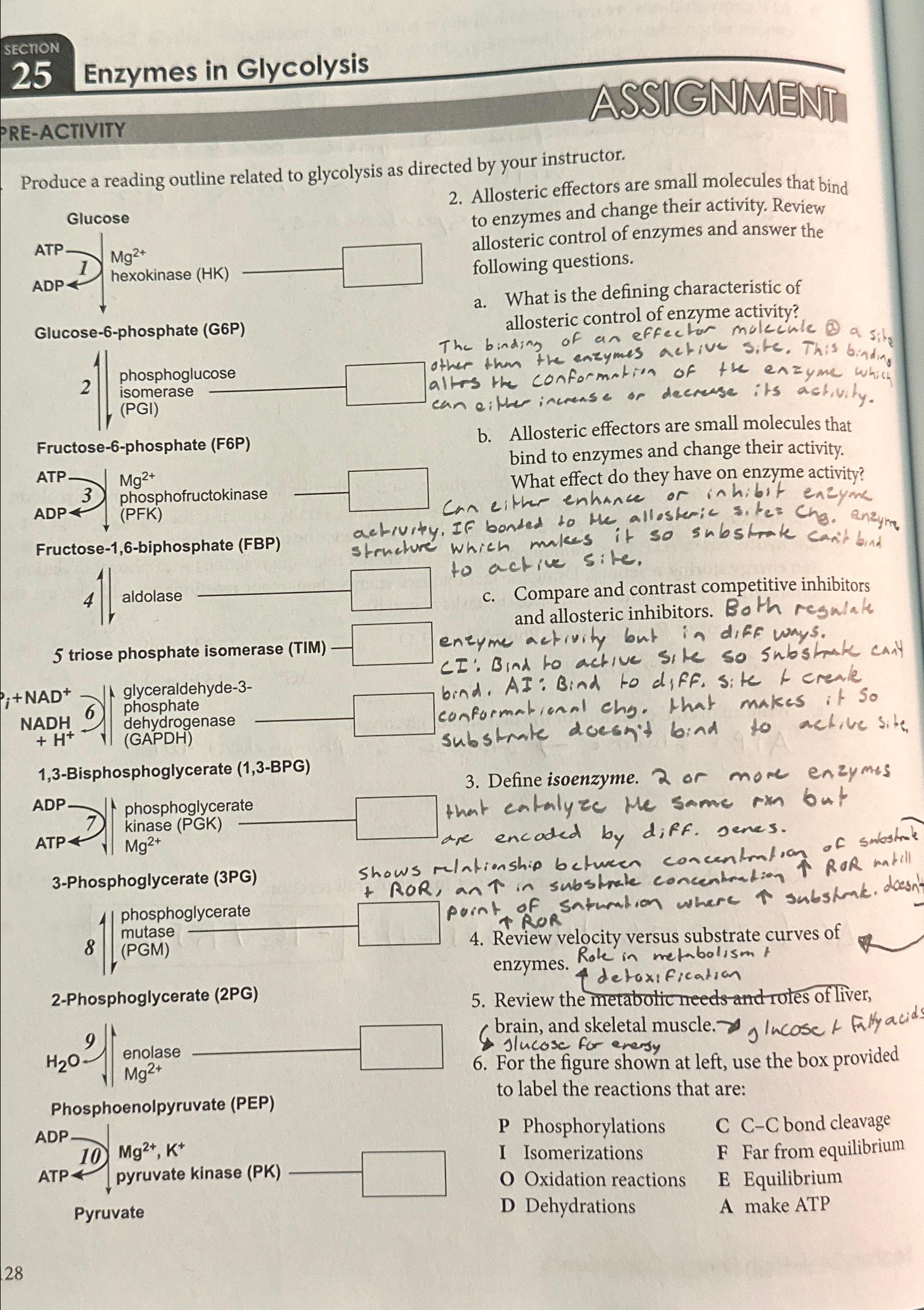 Solved SECTION25 ﻿Enzymes in GlycolysisPRE-ACTIVITYProduce a | Chegg.com
