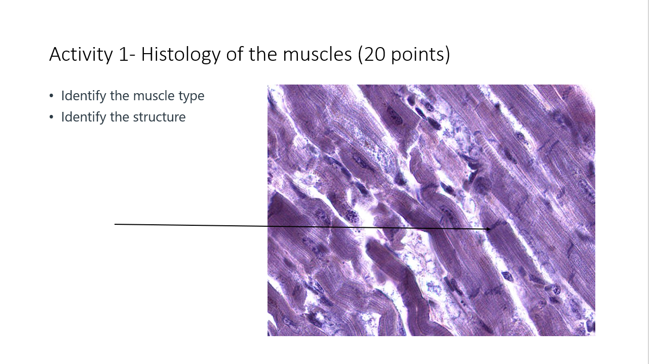 Solved Identify the muscle labeled "1."Identify the muscle | Chegg.com