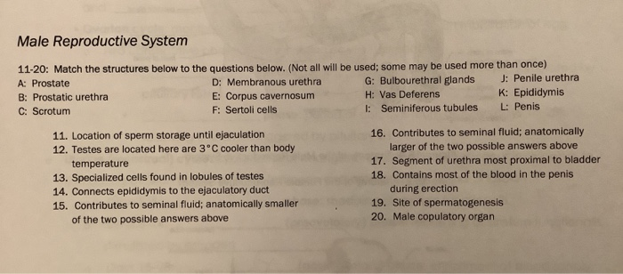 Solved Male Reproductive System 11-20: Match the structures | Chegg.com