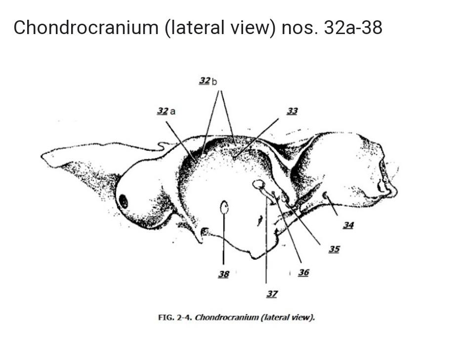 Solved Chondrocranium (dorsal view) nos. 12−24Chondrocranium | Chegg.com