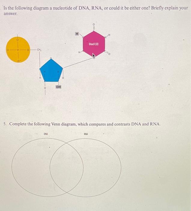 Solved Complete the following diagram of a DNA molecule by | Chegg.com
