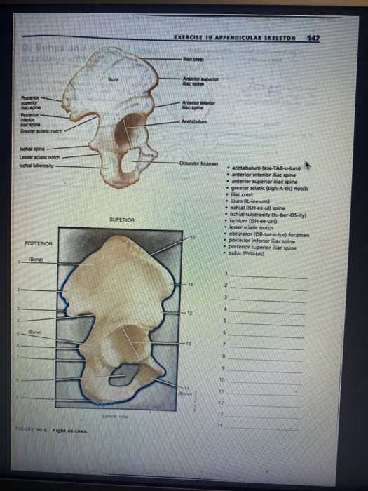 Solved 144 EXERCISE 10 APPENDICULAR SKELETON 3. The Oo noch | Chegg.com