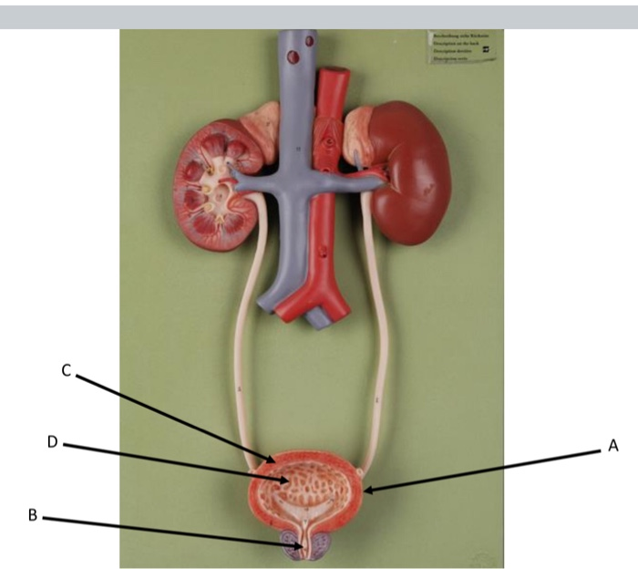 Solved urinary bladder urethra mucosa serosa detrusor | Chegg.com