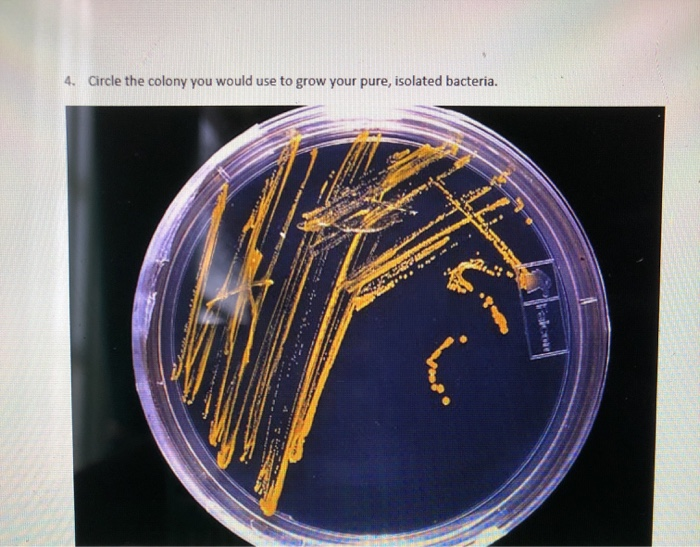 Solved 4. Circle the colony you would use to grow your pure, | Chegg.com