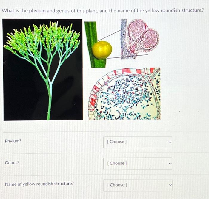 Solved What is the phylum and genus of this plant, and the | Chegg.com