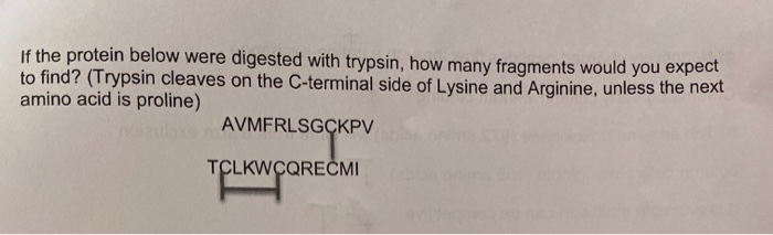 Solved If the protein below were digested with trypsin, how | Chegg.com