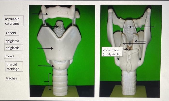 Larynx Model Labeled Arytenoid Cartilage