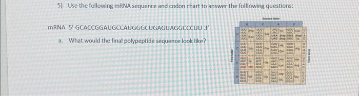 Solved 5) Use the following mRNA sequence and codon chart to | Chegg.com