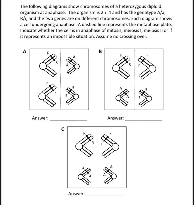 Solved The following diagrams show chromosomes of a | Chegg.com