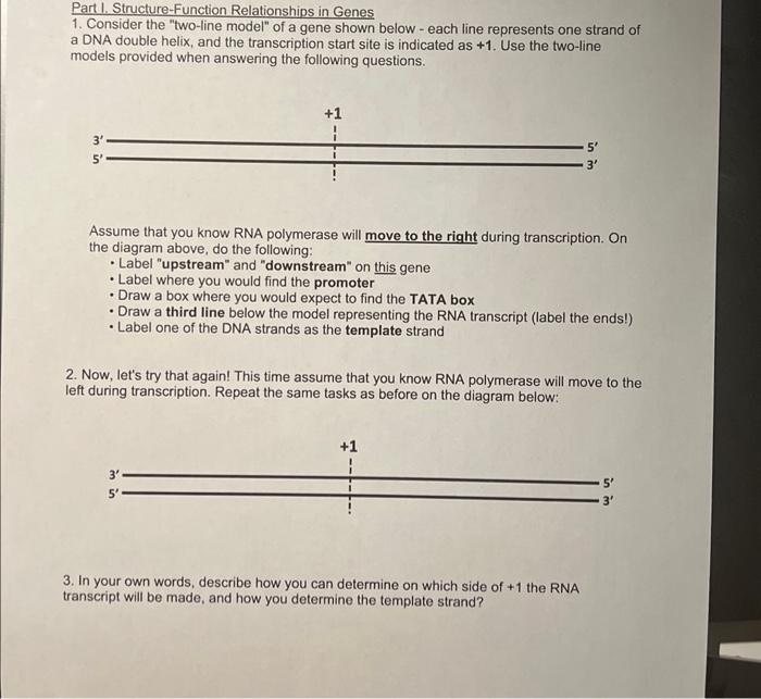 Solved Part I. Structure-Function Relationships in Genes 1. | Chegg.com