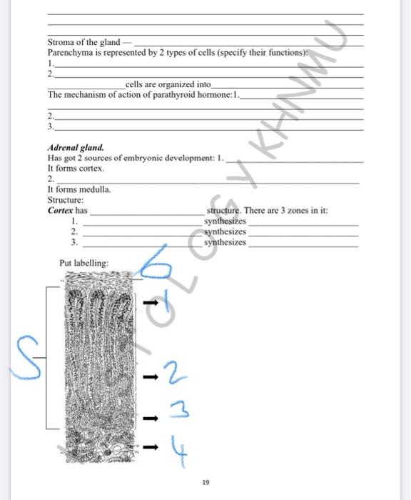Solved label the diagrams - histology - answer the questions | Chegg.com