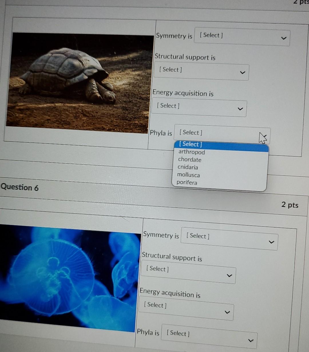 Solved hyla isSymmetry is bilateral Structural support is | Chegg.com