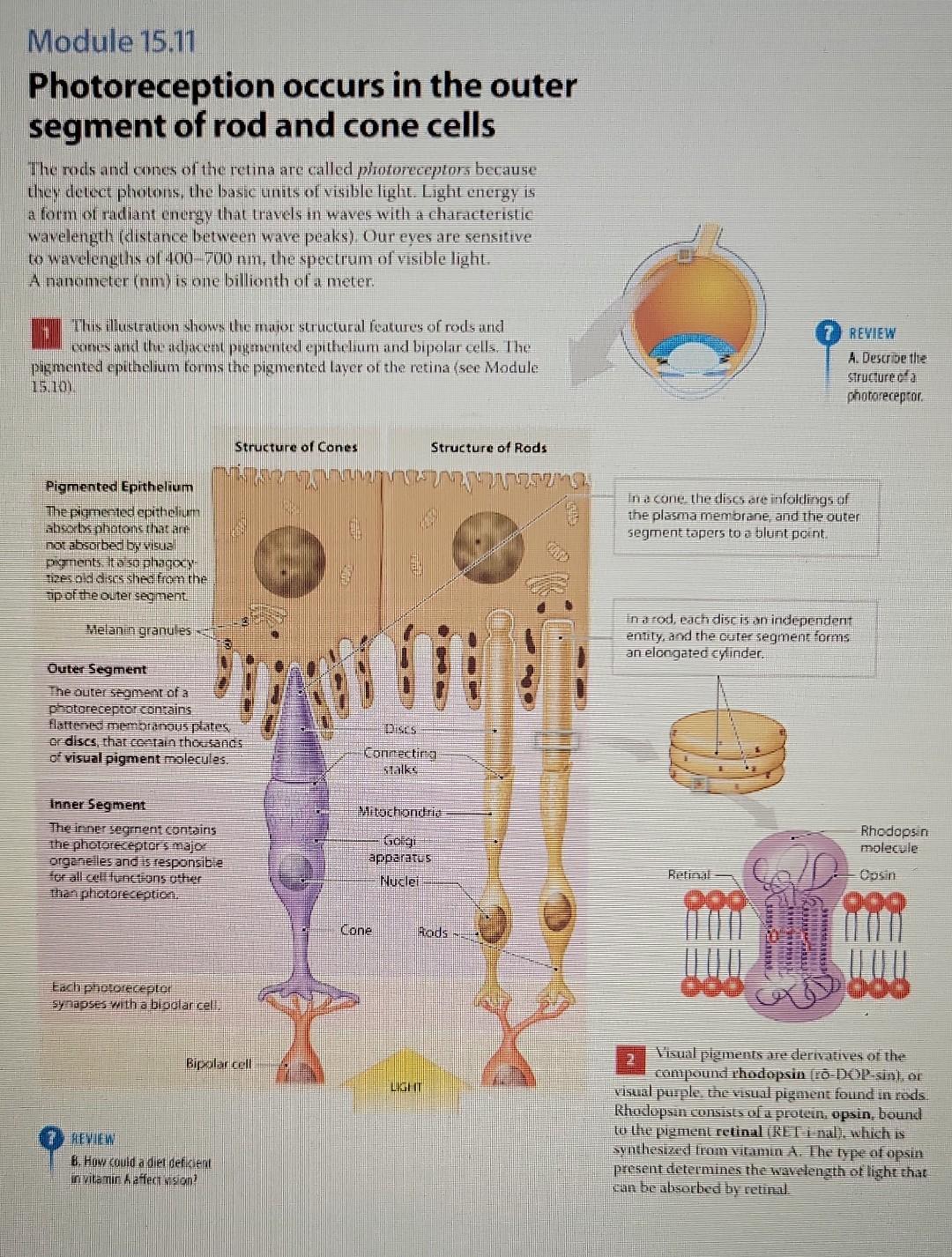 Solved Consult Mod. 15.11. 14. Name the visual pigment found | Chegg.com