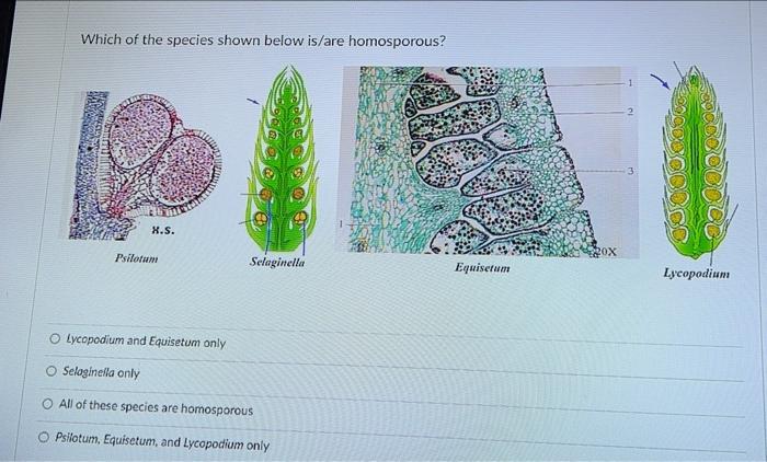 Solved Which of the species shown below is/are homosporous? | Chegg.com